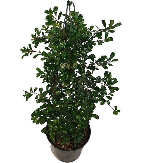 Ficus Triangularis River Road Nursery