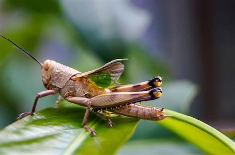 Premium Photo Close Up Of Grasshopper With Clinical Disease In His