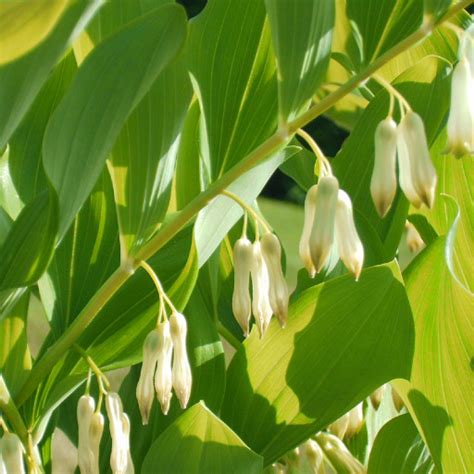 Garden Solomons Seal Polygonatum X Hybridum Plant Care And How To Grow