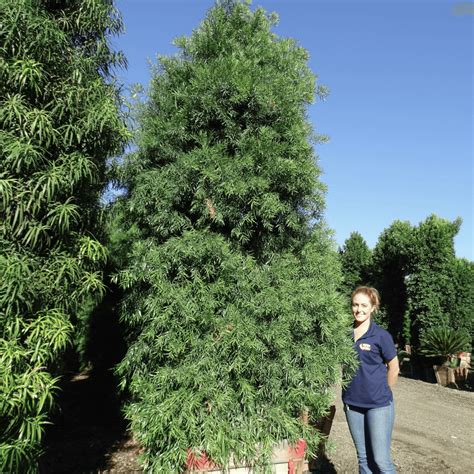 Gracilior Podocarpus Moon Valley Nurseries