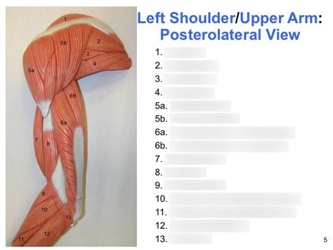 Left Shoulderupper Arm Posterolateral View Diagram Quizlet