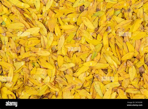 Decaying Tree Leaves Hi Res Stock Photography And Images Alamy