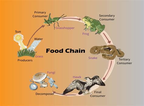 Food Web Diagram Examples Food Chain And Its Importance Tyaqzg