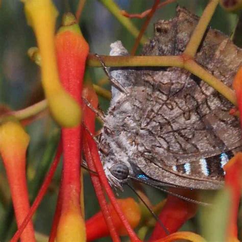 Inside A Wire Leaf Mistletoe Flower