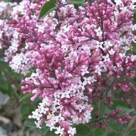 Syringa Pubescens Red Pixie Lilac Fragrant Compact Etsy