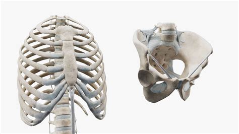 Anatomically Accurate Human Skeleton 3d Model Cgtrader