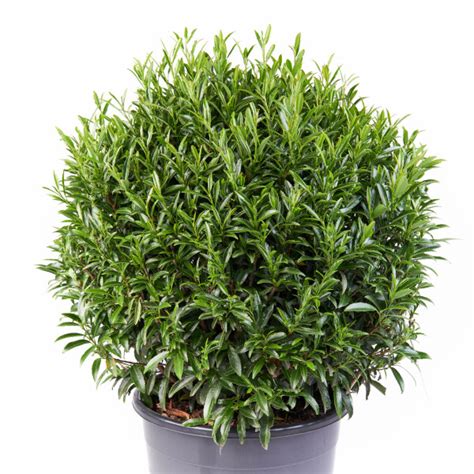 Leenders Plants Bv Prunus Laur Zsofi Filigrow Sofia® Pbr Eu53851