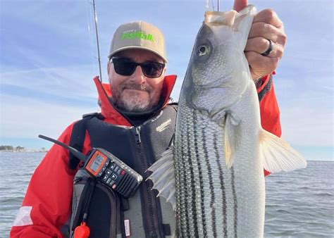Gulp Bait Striped Bass