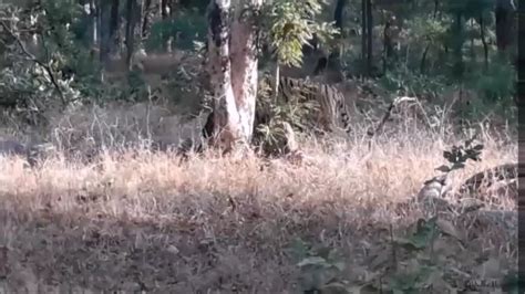 Huge Tiger Passing By Rabsoluteunits