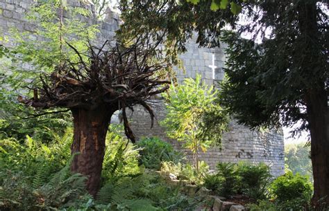Ginnels Gates And Ghosts Upside Down Tree