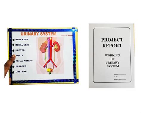 Human Urinary System Model Working Project With Report For School