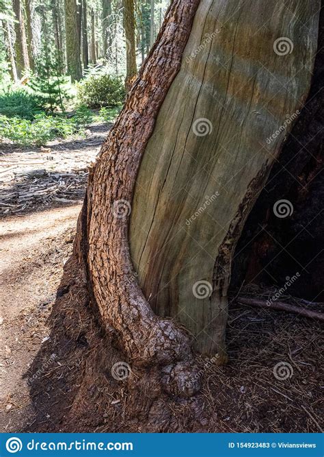 Giant Sequoia Tree Stock Image Image Of Tree Trunk 154923483