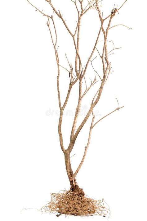 Dead Tree On White Background Stock Image Image Of Rural Gardening