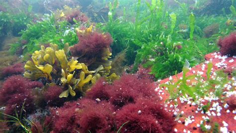 Red Algae The Baltic Sea