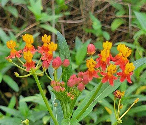 Asclepias Curassavica Red Butterfly Tropical Milkweed Red
