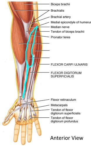 Anterior Compartment Of Forearm Muscle Innervation Module 6