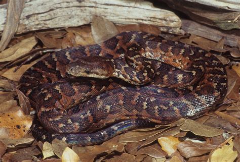 Epicrates Striatus Striatus 4 West Indian Boas