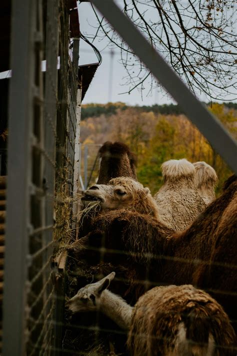 7 Backyard Forage Crops For Livestock That Slash Your Feed Bills
