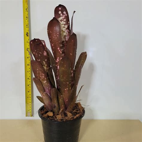 Billbergia Halelujha บิลเบิร์กเอีย สับปะรดสี สี Halelujha Shopee