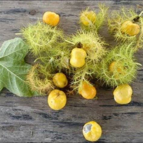 Jual 10 Biji Ciplukan Rambat Biji Ciplukan Rambat Biji Bibit Rambusa Biji Permot Shopee