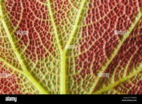 Texture Of Plant Leaf Closeup Stock Photo Alamy