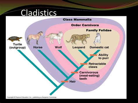Ppt Phylogeny And Systematics Powerpoint Presentation Free Download Id1930486