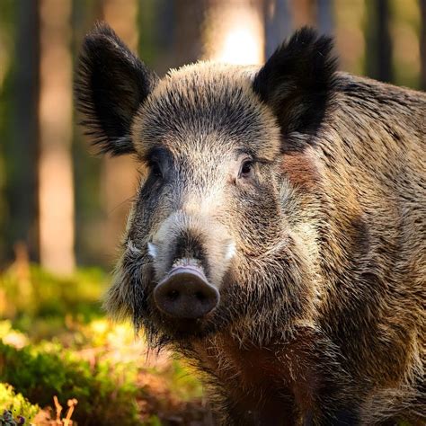 Wild Boar Sus Scrofa In The Forest Stock Illustration Illustration