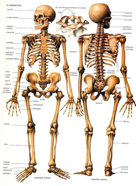 8 Ideas De Huesos Del Cuerpo Huesos Del Cuerpo Anatomia Y Fisiologia