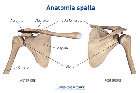 Anatomia Delle Ossa Del Braccio