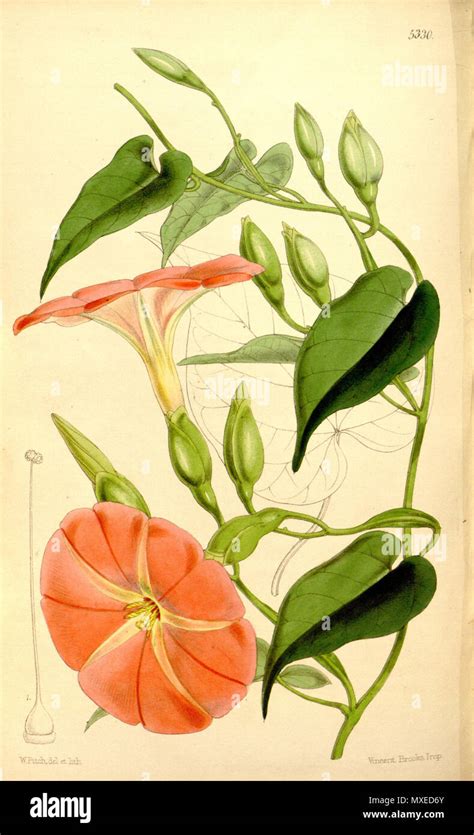 Operculina Pteripes 1862 Hooker 457 Operculina Pteripes Ipomoea Alatipes Bot Mag 88