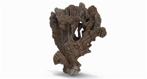 Sponge Pbr 3d Turbosquid 1415347