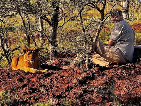 לאחר שיקום בספארי ההתחלה החדשה של גור האריות שהוחזק אצל עבריינים מקור ראשון