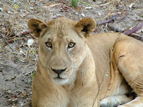 Bioimagen León Panthera Leo Tanzania Hembra Autor Ana Maria
