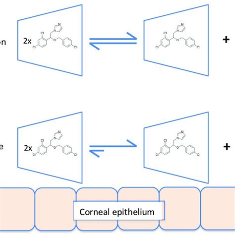 Equilibrium Of The Association Dissociation Of Econazole Cyclodextrin