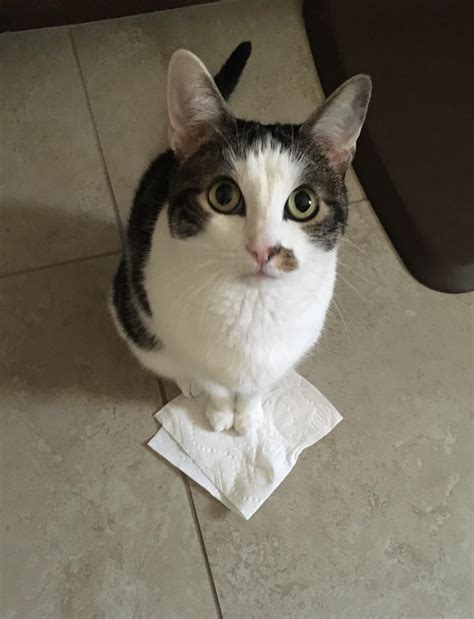 Tiny Trap Worked Scrolller