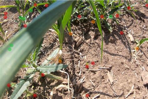 Weed And Crop Identification For A Weeder