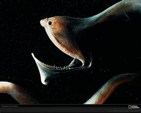 Photos Of 15 Most Bizarre Deep Sea Creatures Ever Discovered