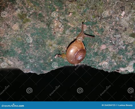Sri Lankan Small Macrochlamys Indica Snail 2022 Stock Image Image Of
