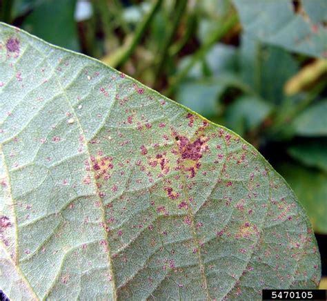 Soybean Rust Update August 23 2017 Nc State Extension