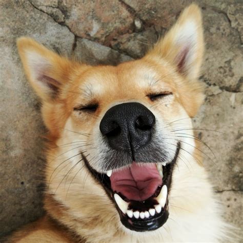 Doggies Funny Videos Youtube