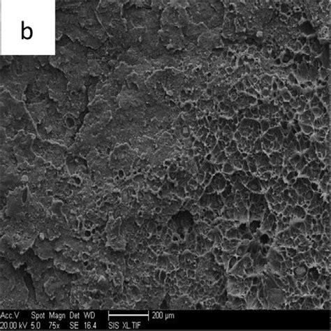 The Microstructure Of Cross Section Of Sample Bending At 190 °c A
