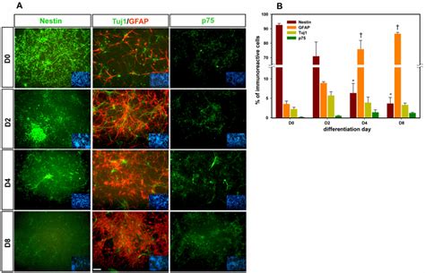 Differentiation Of Spinal Cord Derived Npcs A Immunocytochemistry Of Download Scientific