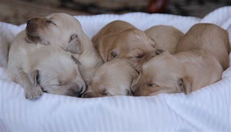 What Is A Litter Of Pups At Clara Stamps Blog