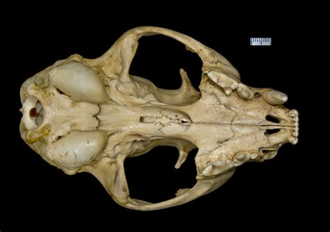 Adw Leopardus Pardalis Specimens