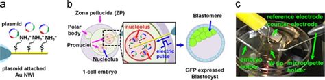 Schematic Illustration Of Delivery Of Plasmid By A Au Nwi A Scheme Download Scientific