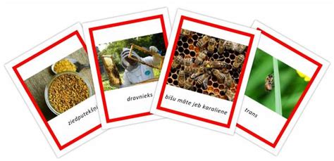 Par BitĒm Bites Kukaiņi Sīkbūtnes Pavasaris Mācību Materiāli