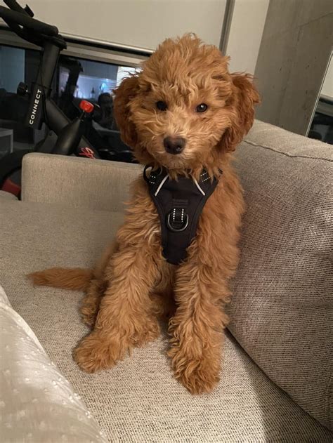 Micro Mini Goldendoodle Adulto 🐾wildwood Doodles🐾 Highlighting