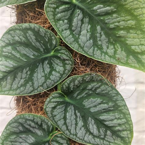 Monstera Dubia Shingle Plant Zestio