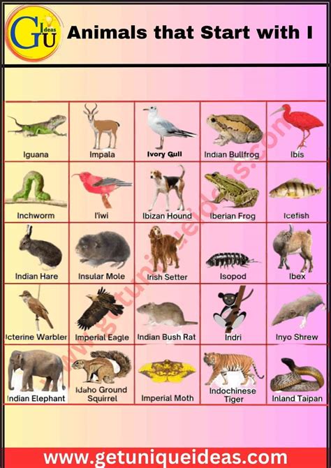 Animals That Start With I Name An Animal Beginning With I