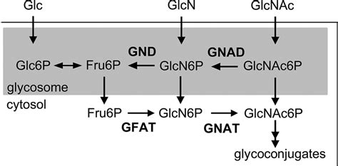 Schematic Diagram Of Hexosamines Biosynthesis And Catabolism In